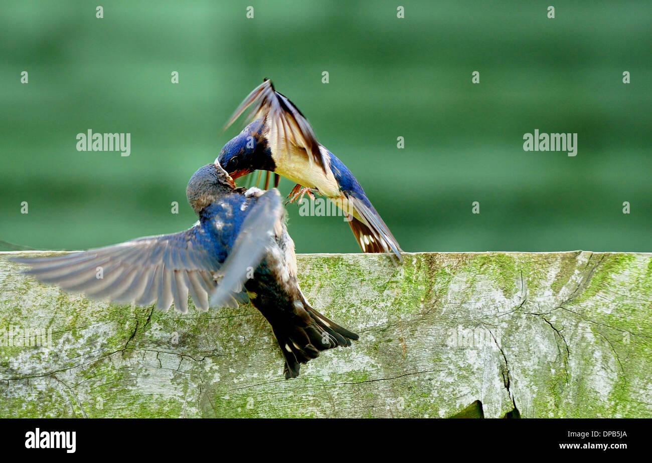 Baby barn swallow hi-res stock photography and images - Alamy