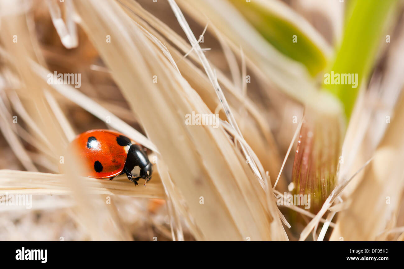 Little red seven spot ladybird Stock Photo - Alamy