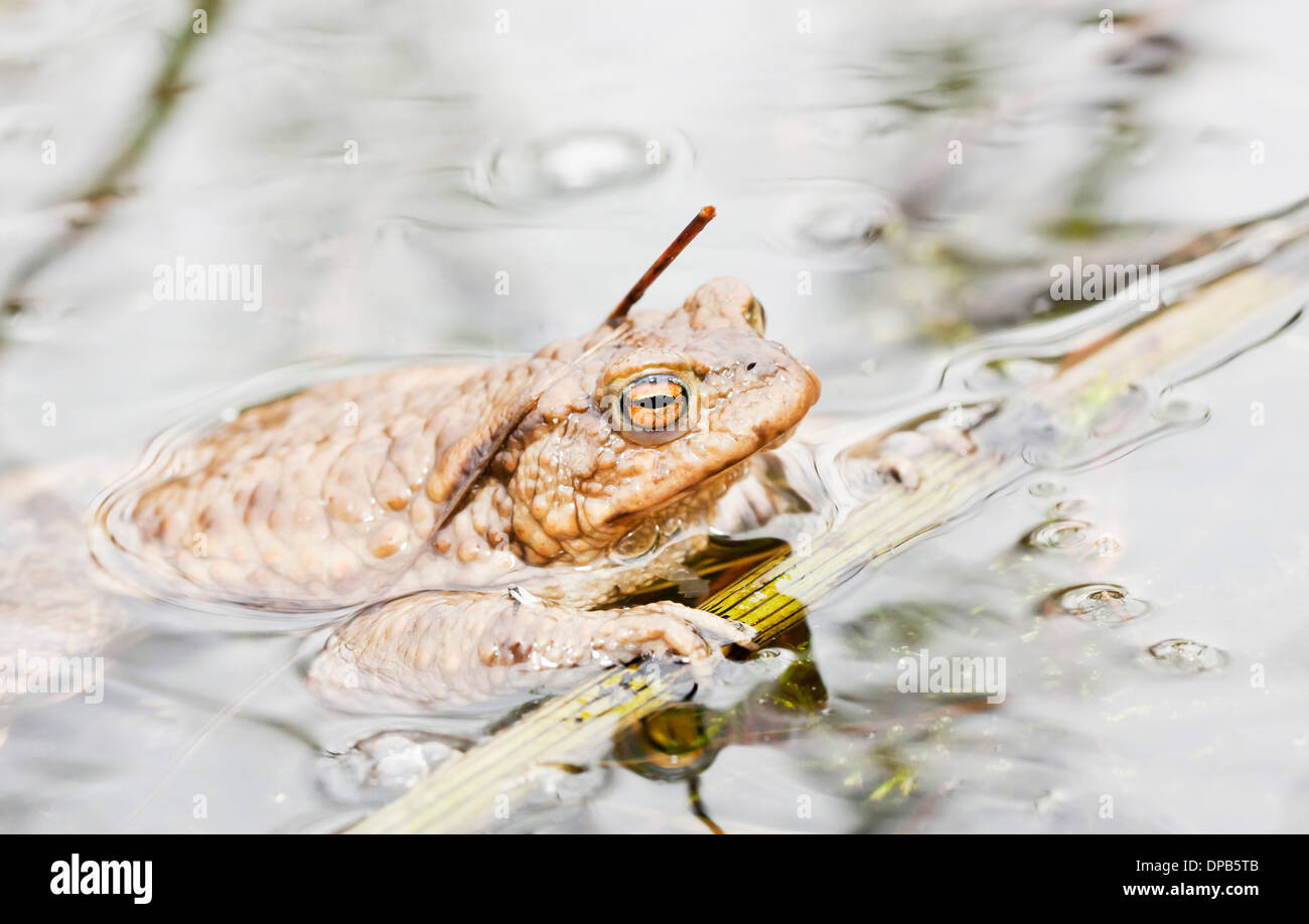 Frog amphibian animal fauna hi-res stock photography and images - Alamy