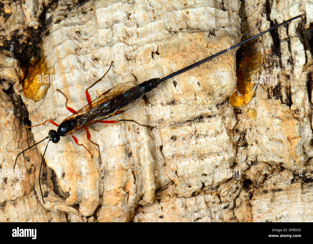 Parasitic Ichneumon fly, Rhyssa persuasoria. Essex UK Stock Photo - Alamy
