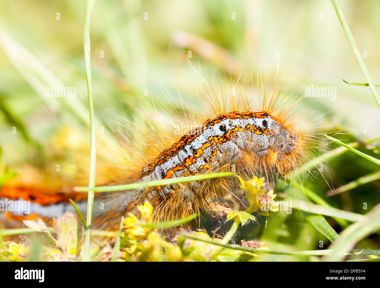 Hairy orange caterpillar hi-res stock photography and images - Alamy