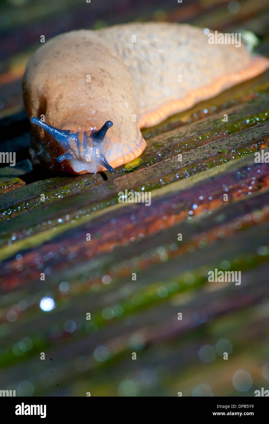 Slithers High Resolution Stock Photography and Images - Alamy