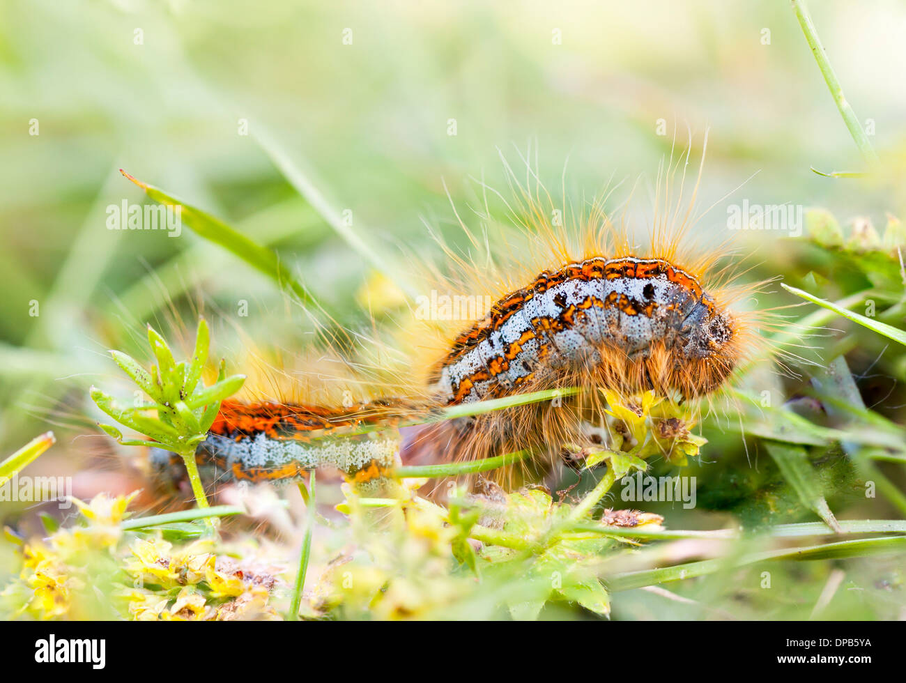 Hairy orange larva crawl on grass Stock Photo - Alamy