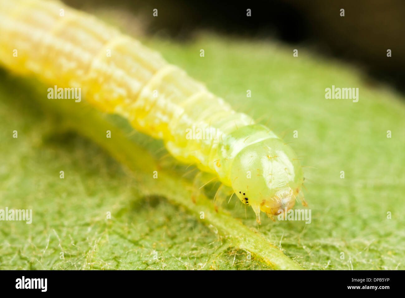 Green larva High Resolution Stock Photography and Images - Alamy