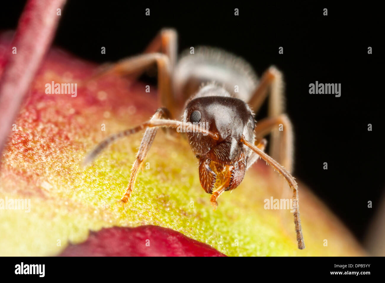 Pharaoh ant hi-res stock photography and images - Alamy