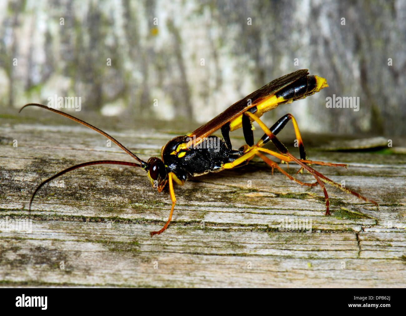 Ichneumon Fly High Resolution Stock Photography and Images - Alamy