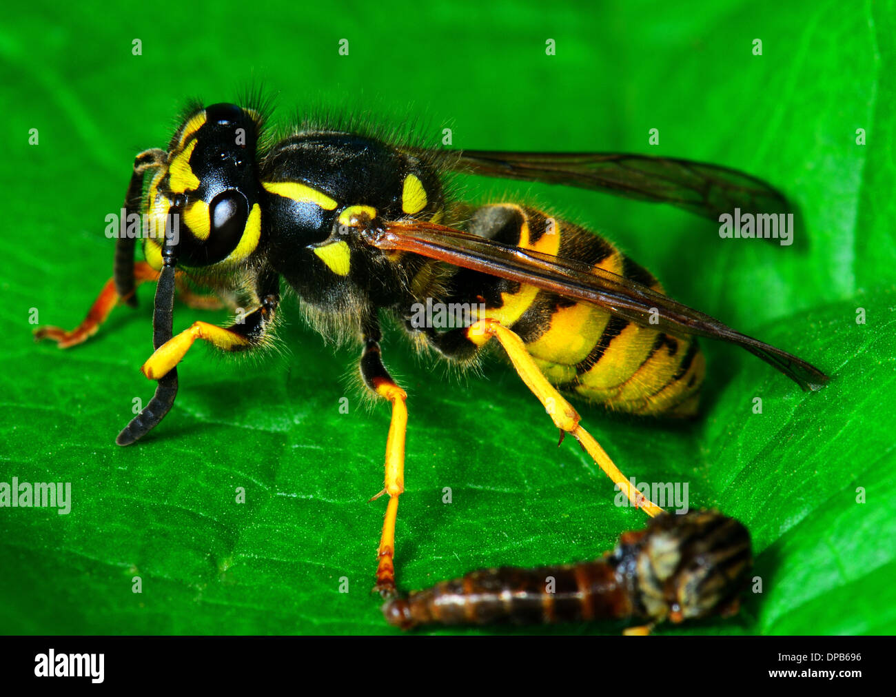 Macro of female worker German wasp, Vespula germanica. Essex UK Stock ...