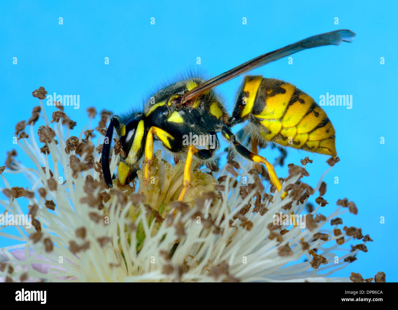 Macro of female worker German wasp, Vespula germanica. Essex UK Stock ...