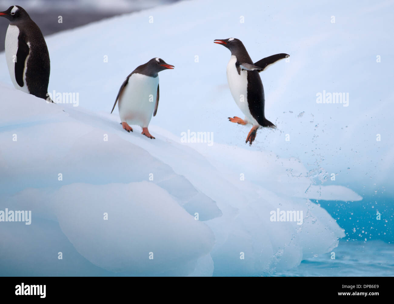 Gentoo Penguin torpedoing out of the water onto an iceberg in ...
