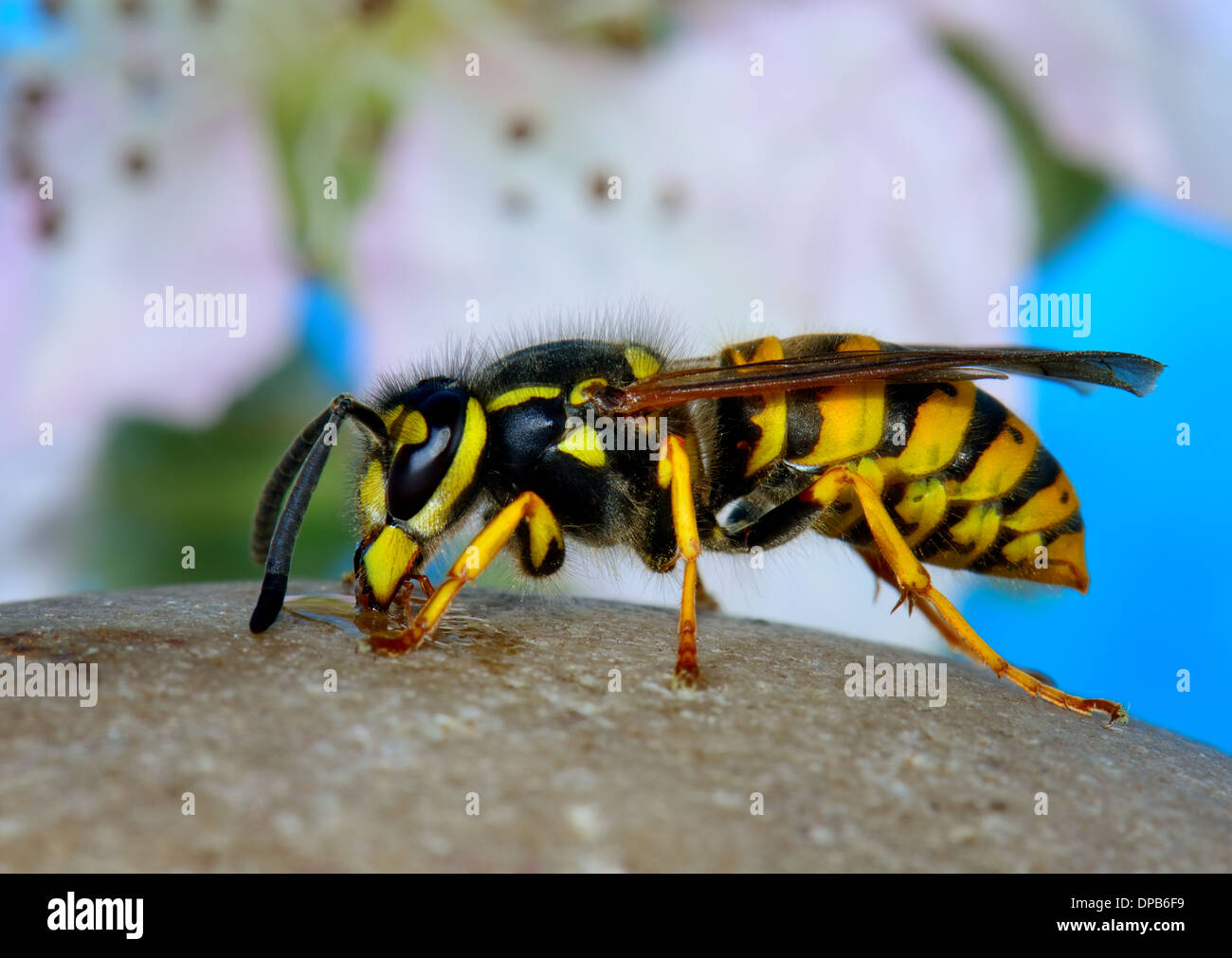 Macro of female worker German wasp, Vespula germanica. Essex UK Stock ...