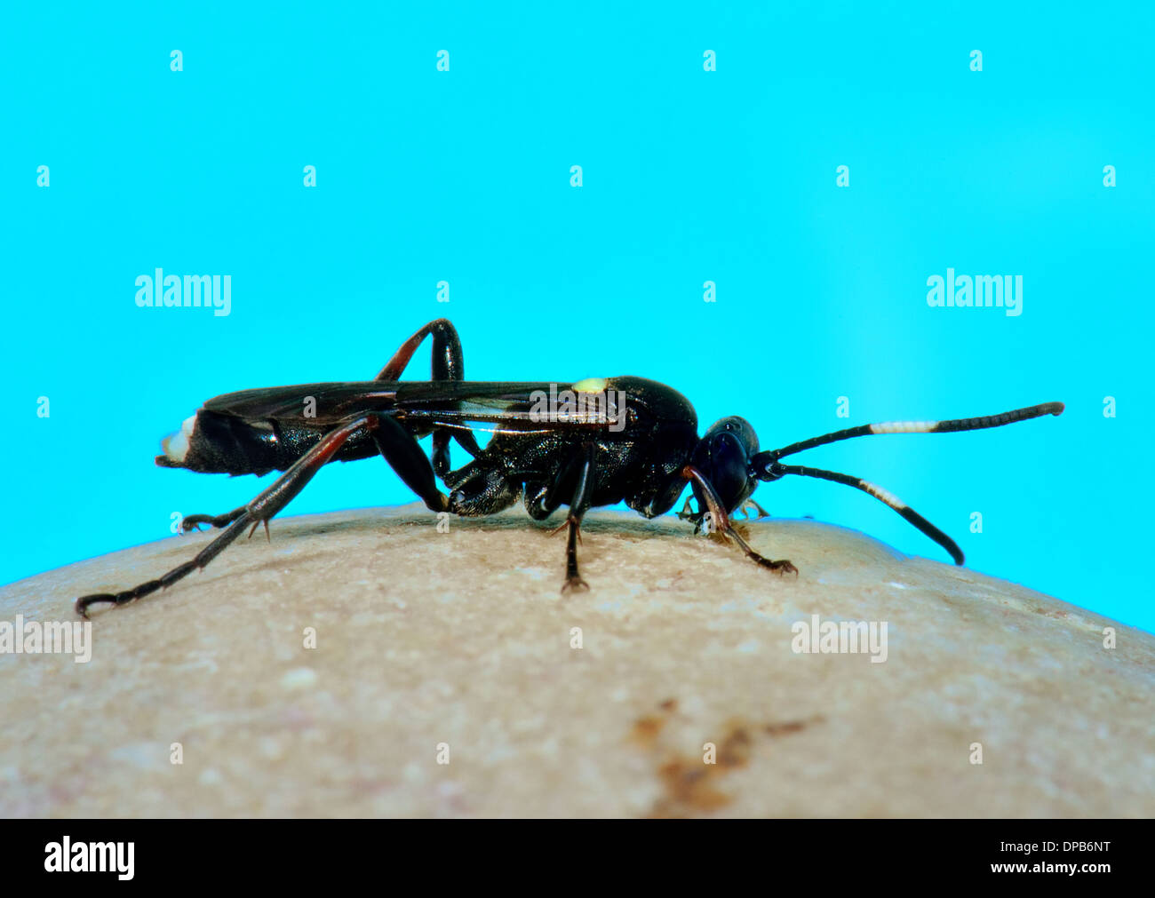 Parasitic wasp uk hi-res stock photography and images - Alamy