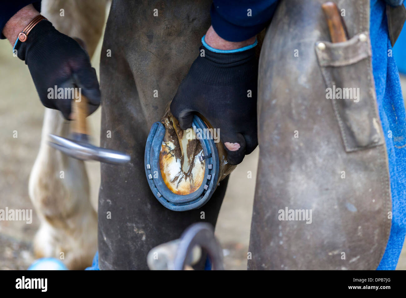 Farrier fitting new shoes Stock Photo - Alamy