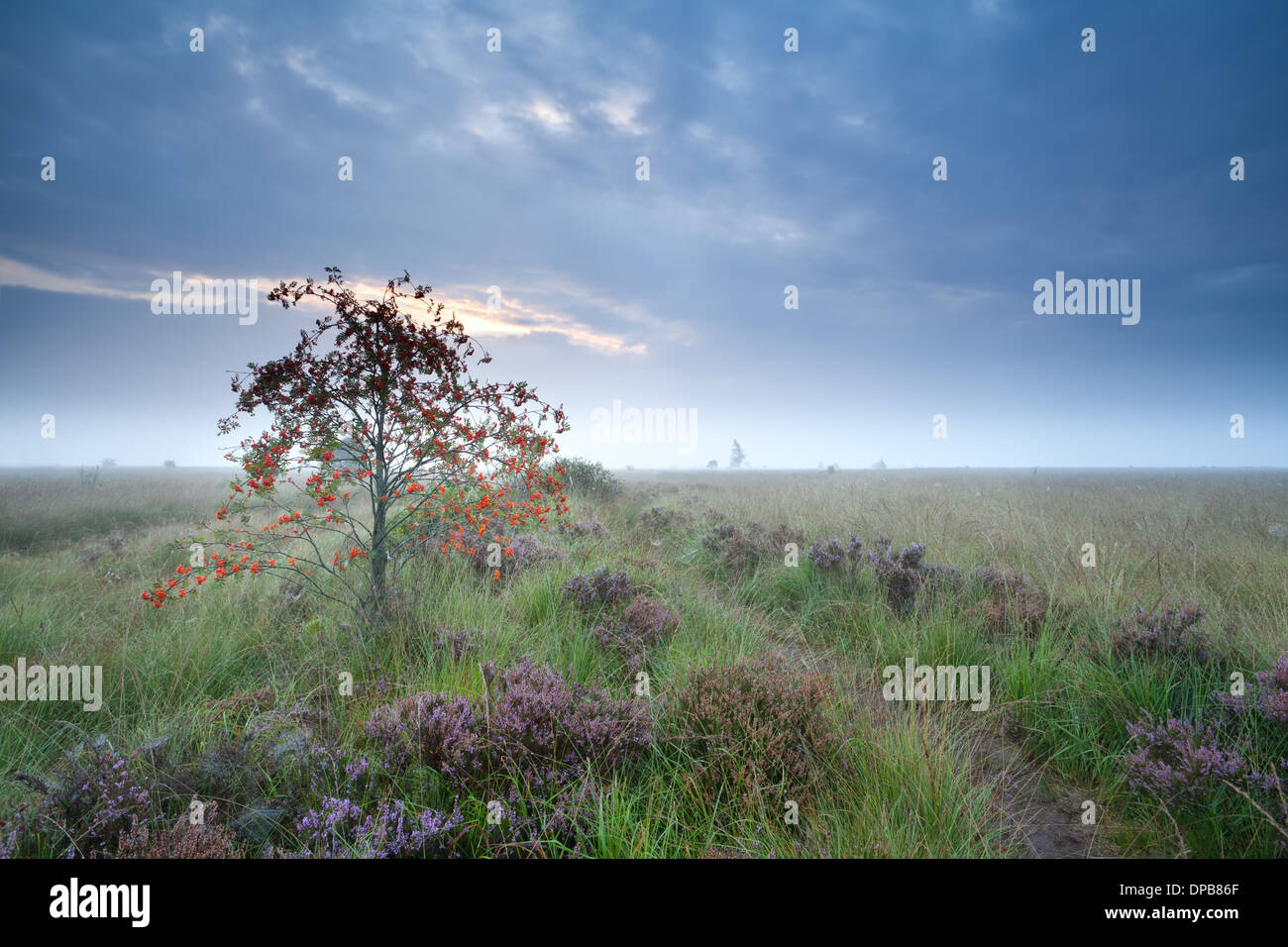 Berry marsh hi-res stock photography and images - Alamy