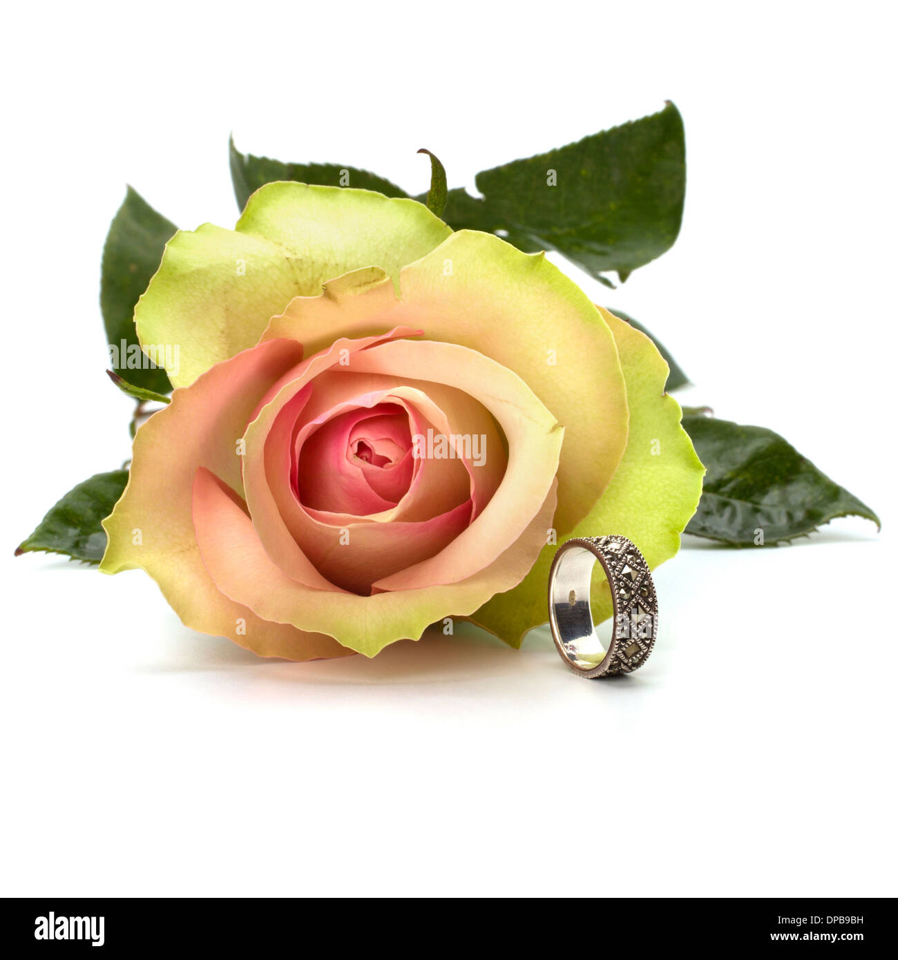 Beautiful rose with wedding ring isolated on white background Stock ...