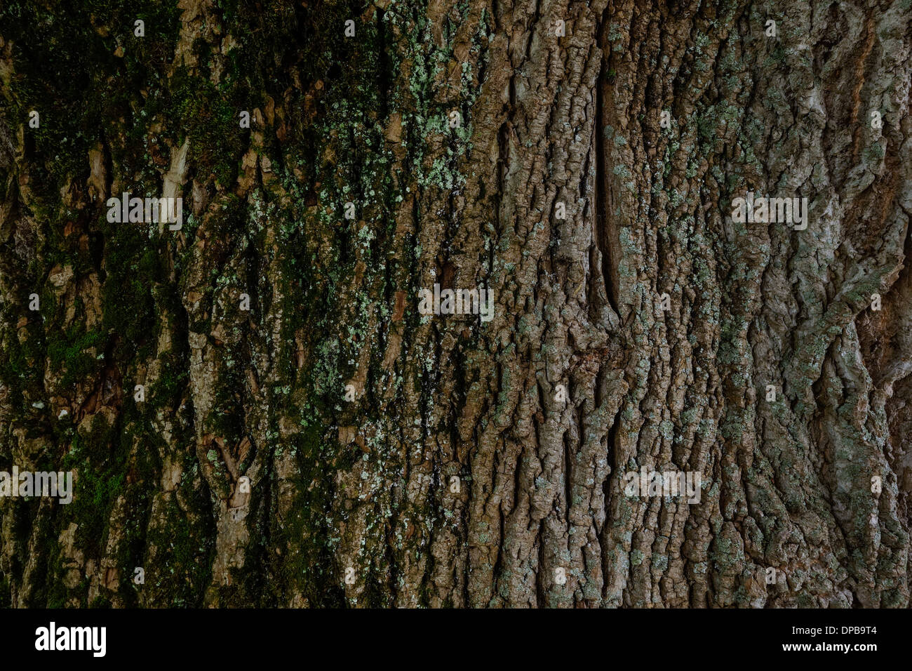 Bark of an oak tree, close-up Stock Photo - Alamy