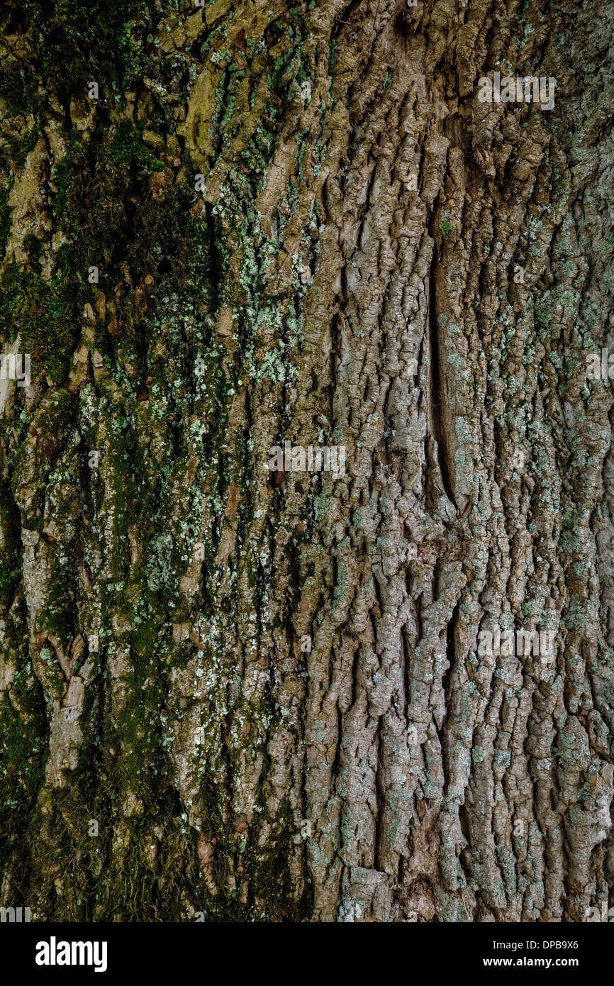 Oak tree close up hi-res stock photography and images - Alamy
