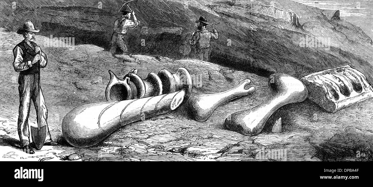 Fossils found at Black and White Stock Photos & Images - Alamy