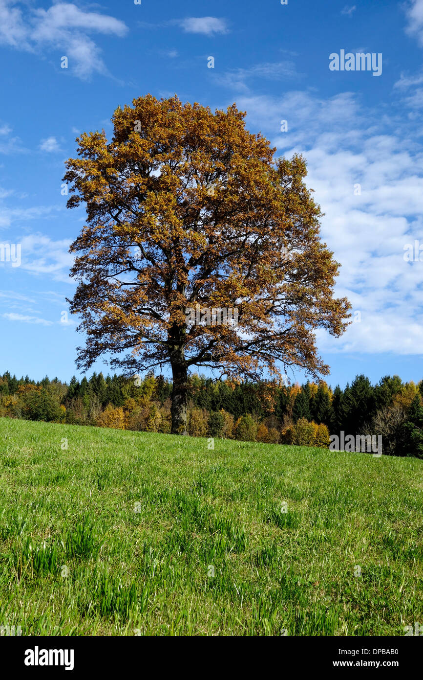 Single oak tree in autumn Stock Photo - Alamy