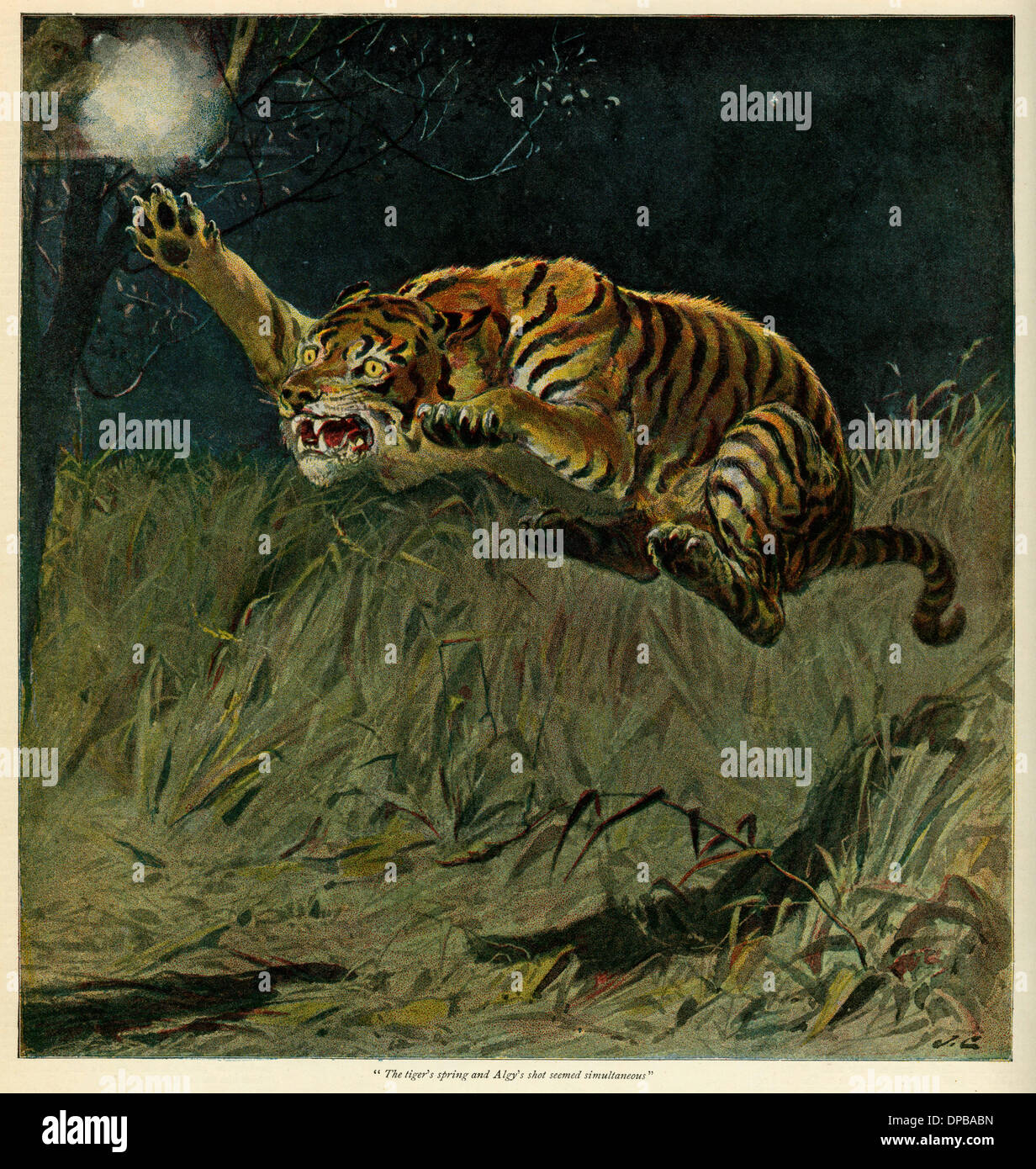 Tiger springing hi-res stock photography and images - Alamy