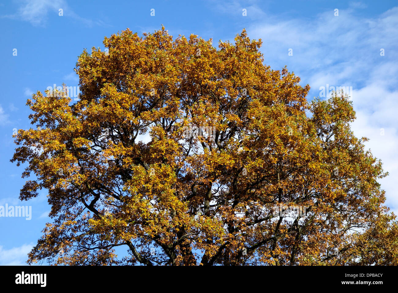 Single oak tree in autumn Stock Photo - Alamy
