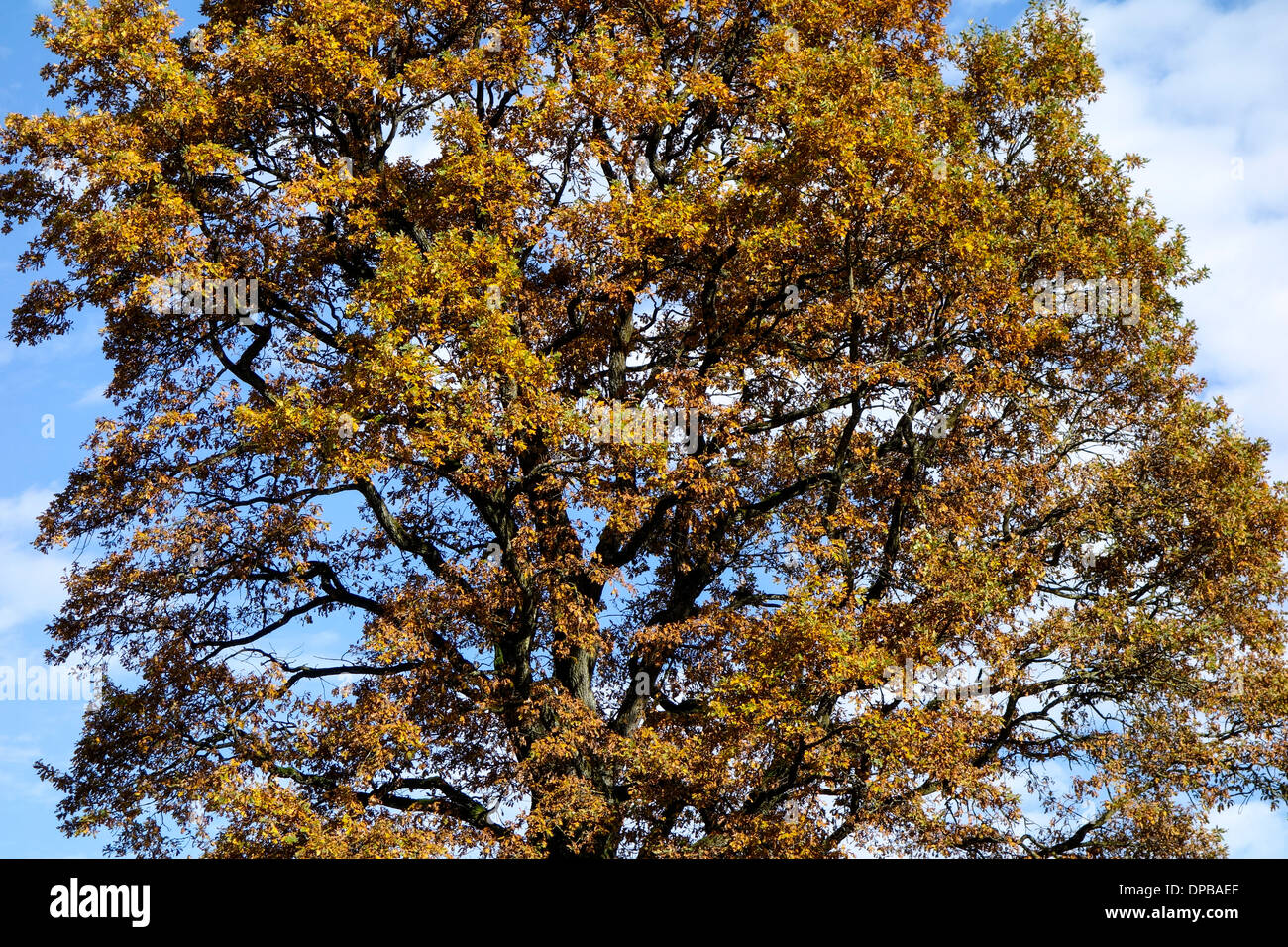 Single oak tree in autumn Stock Photo - Alamy