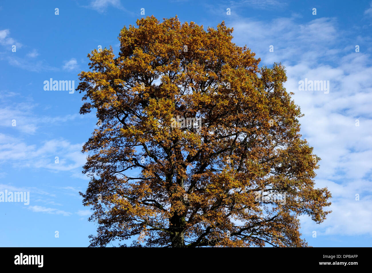 Single oak tree in autumn Stock Photo - Alamy