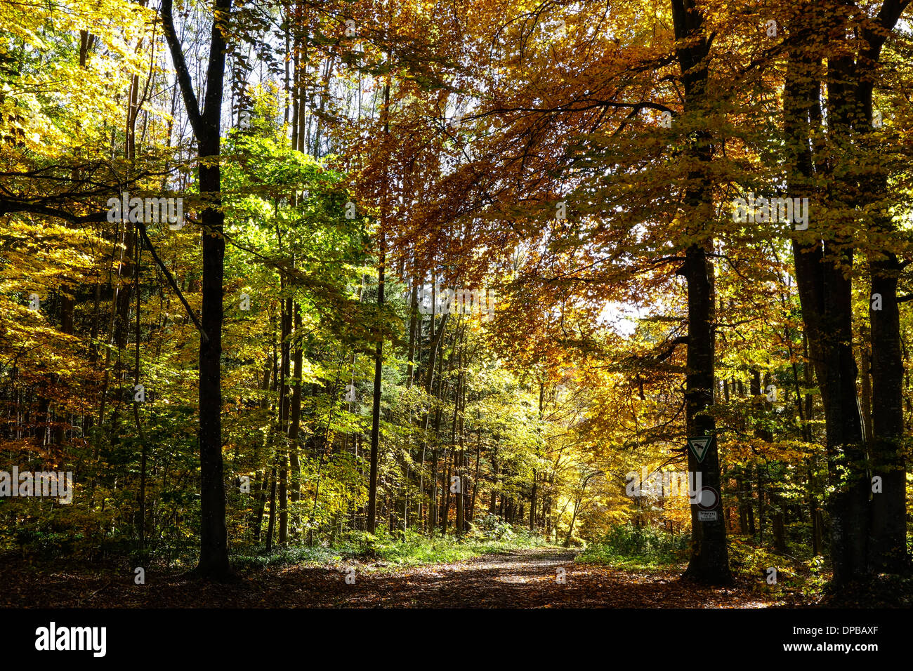 Colored leaves in autumn deciduous forest Stock Photo - Alamy