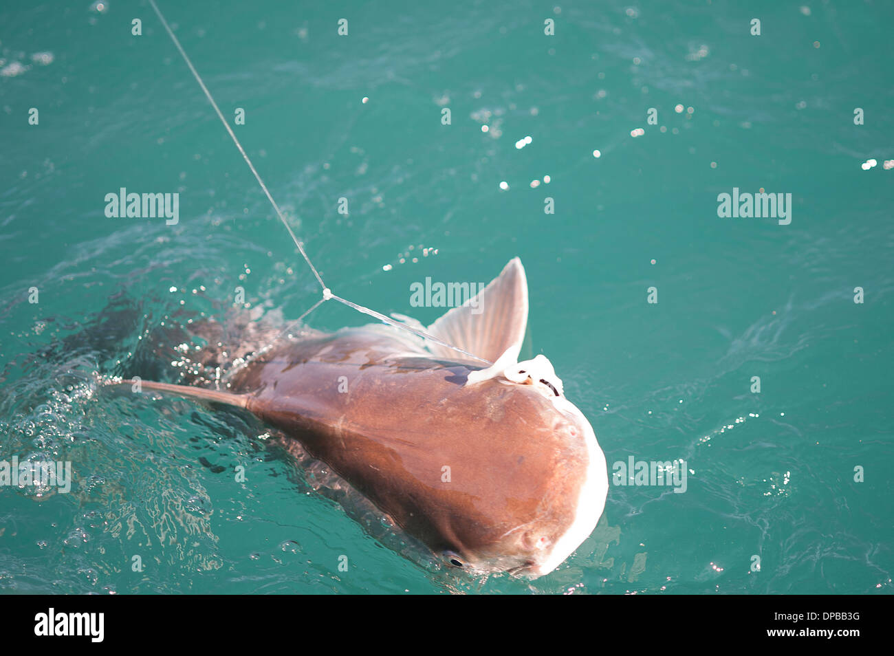 Blue catfish hi-res stock photography and images - Alamy
