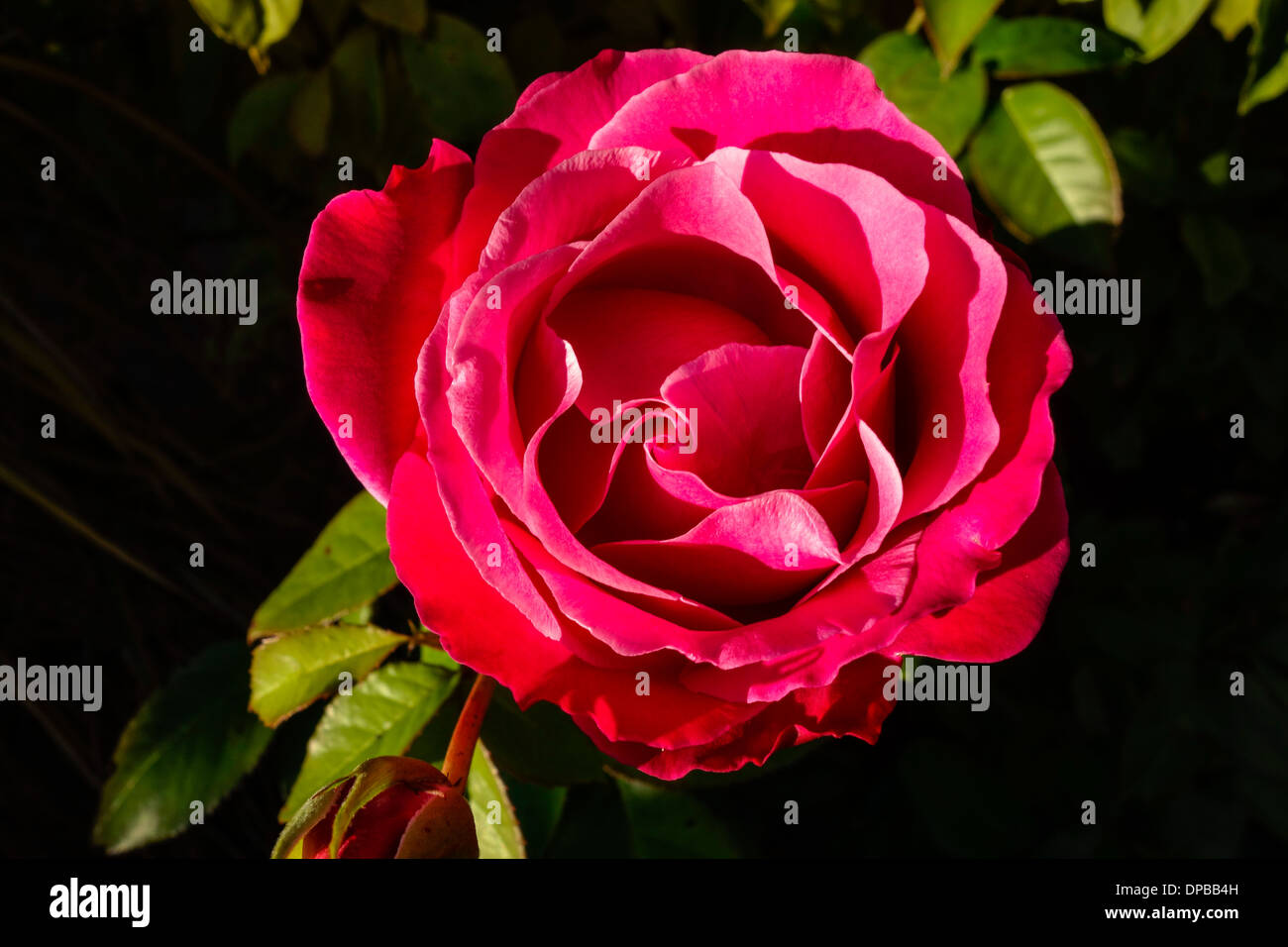 Red Rose in a Garden Stock Photo - Alamy