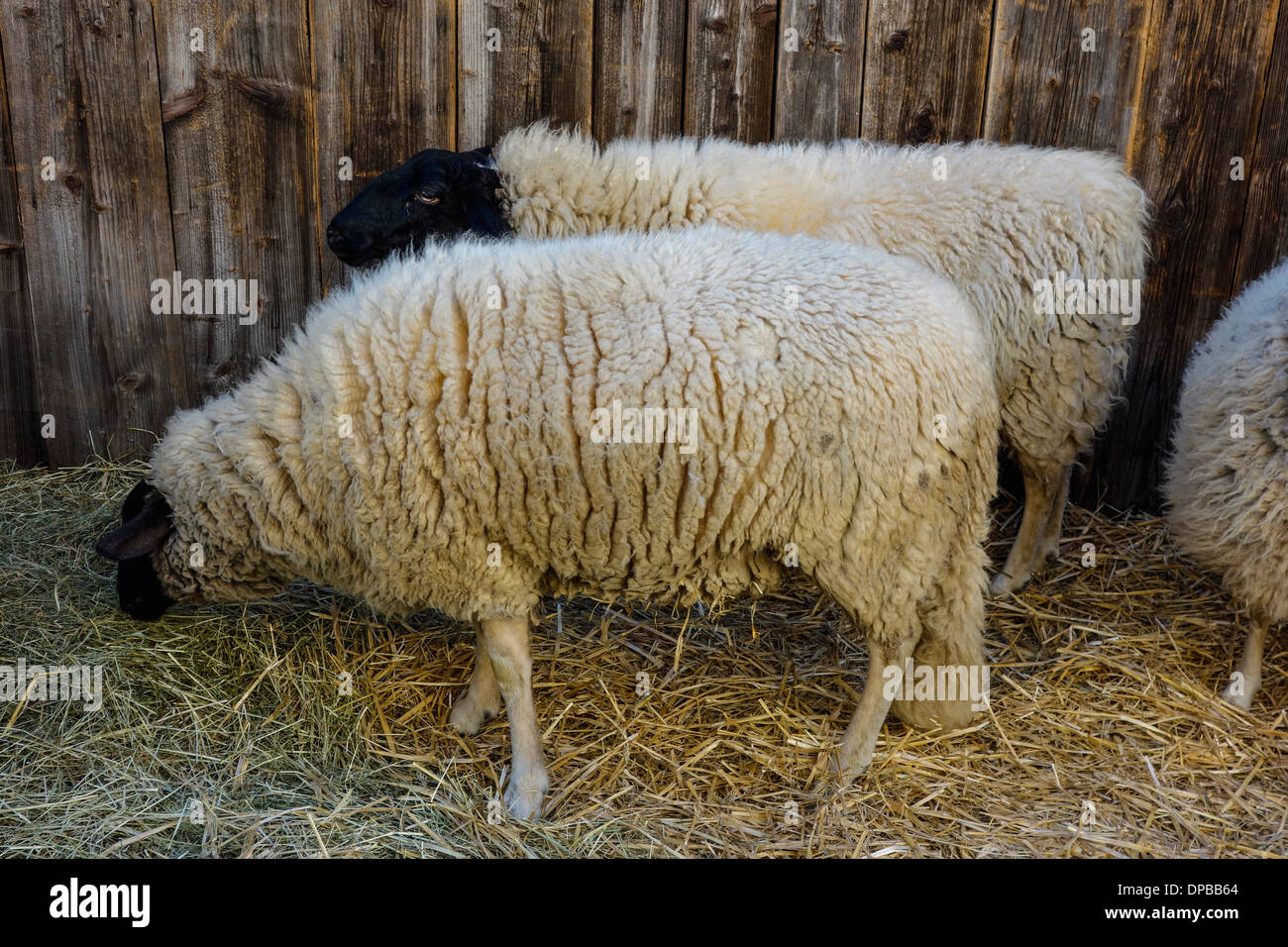 Sheep in a live nativity scene, Christmas Market Stock Photo - Alamy