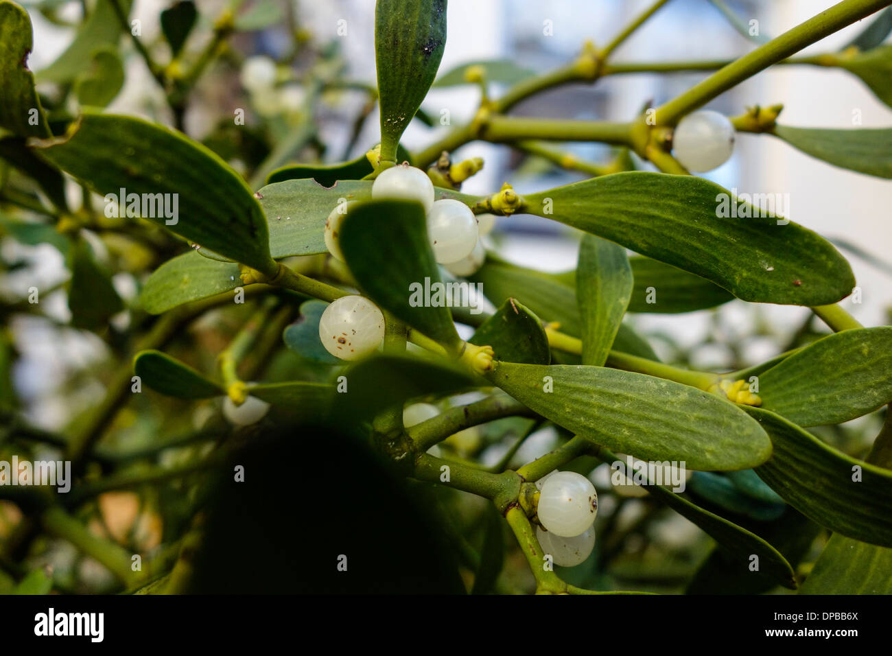 Mistletoe bush hi-res stock photography and images - Alamy