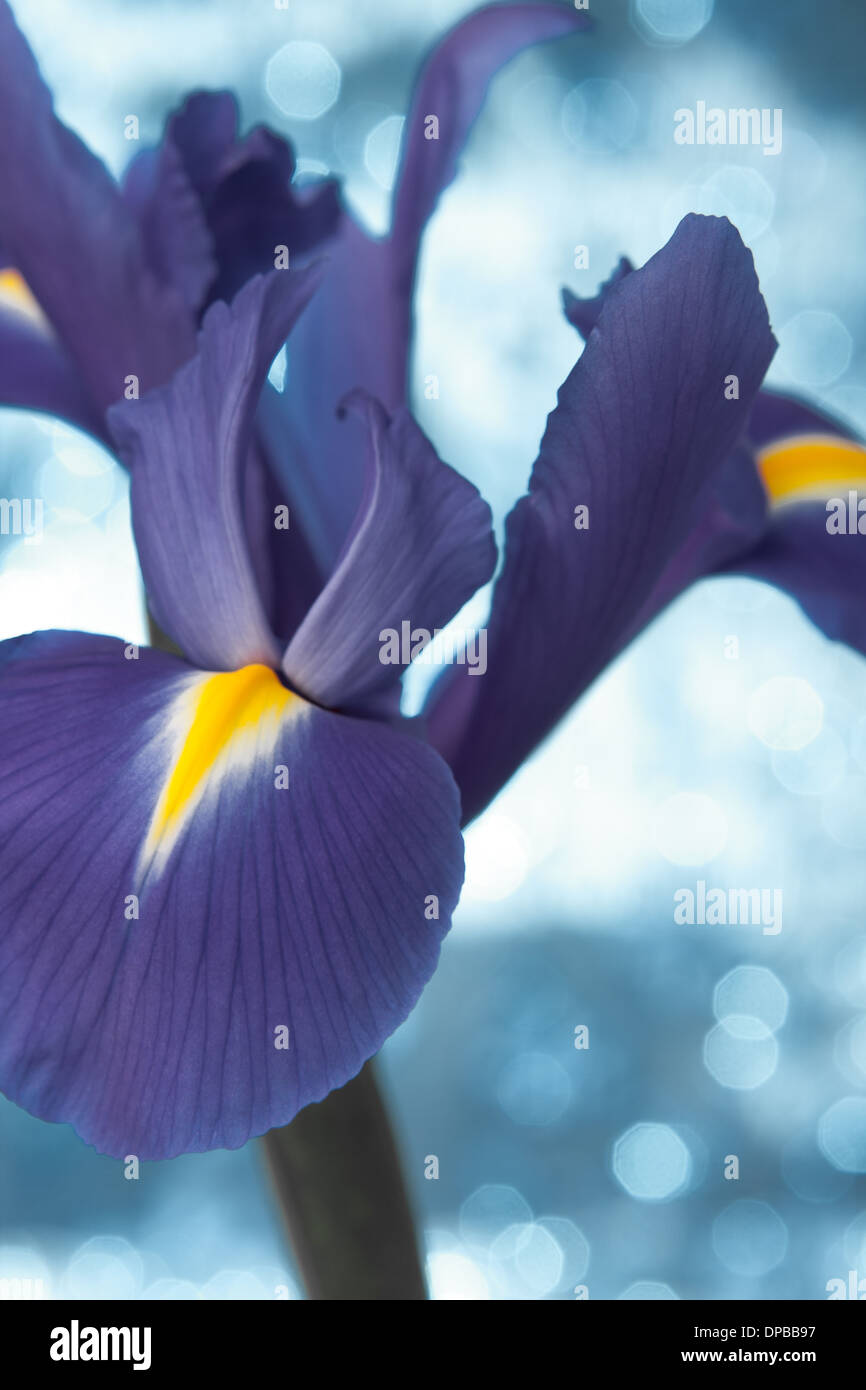 Beautiful blue iris flowers background Stock Photo - Alamy