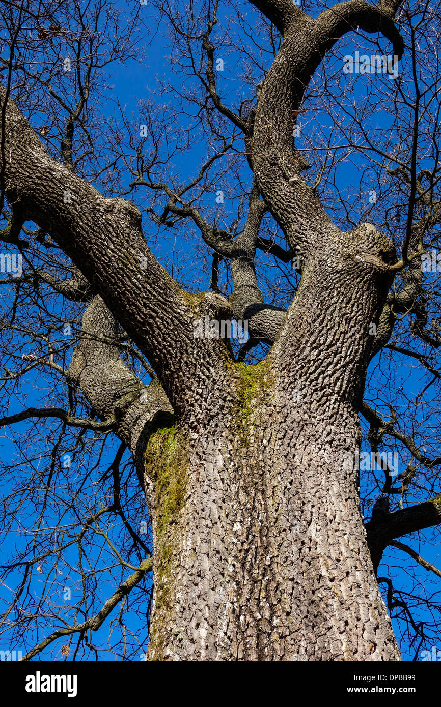 Tree, oak tree in winter devoid of leaves Stock Photo - Alamy