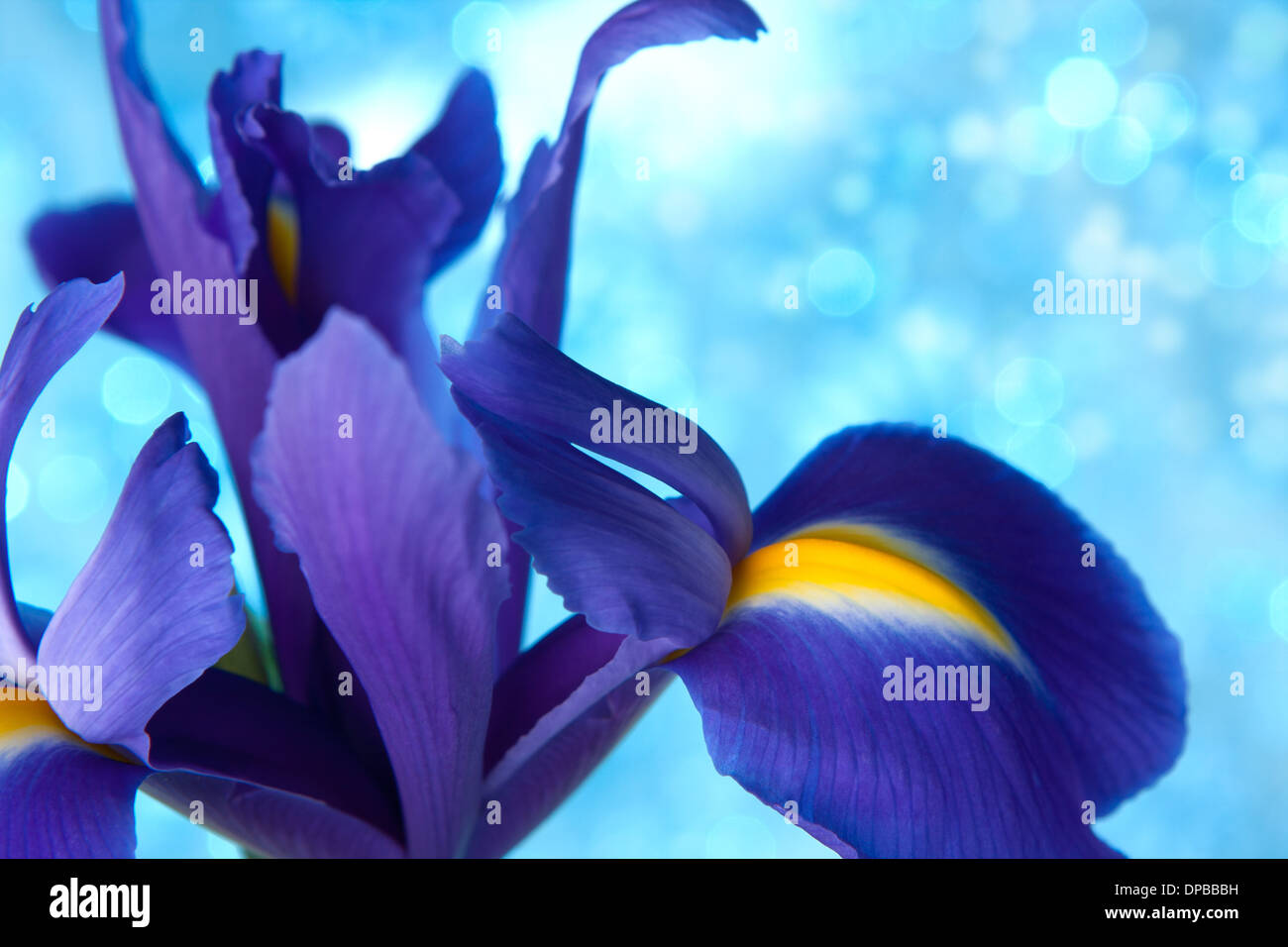 Beautiful blue iris flowers background Stock Photo - Alamy