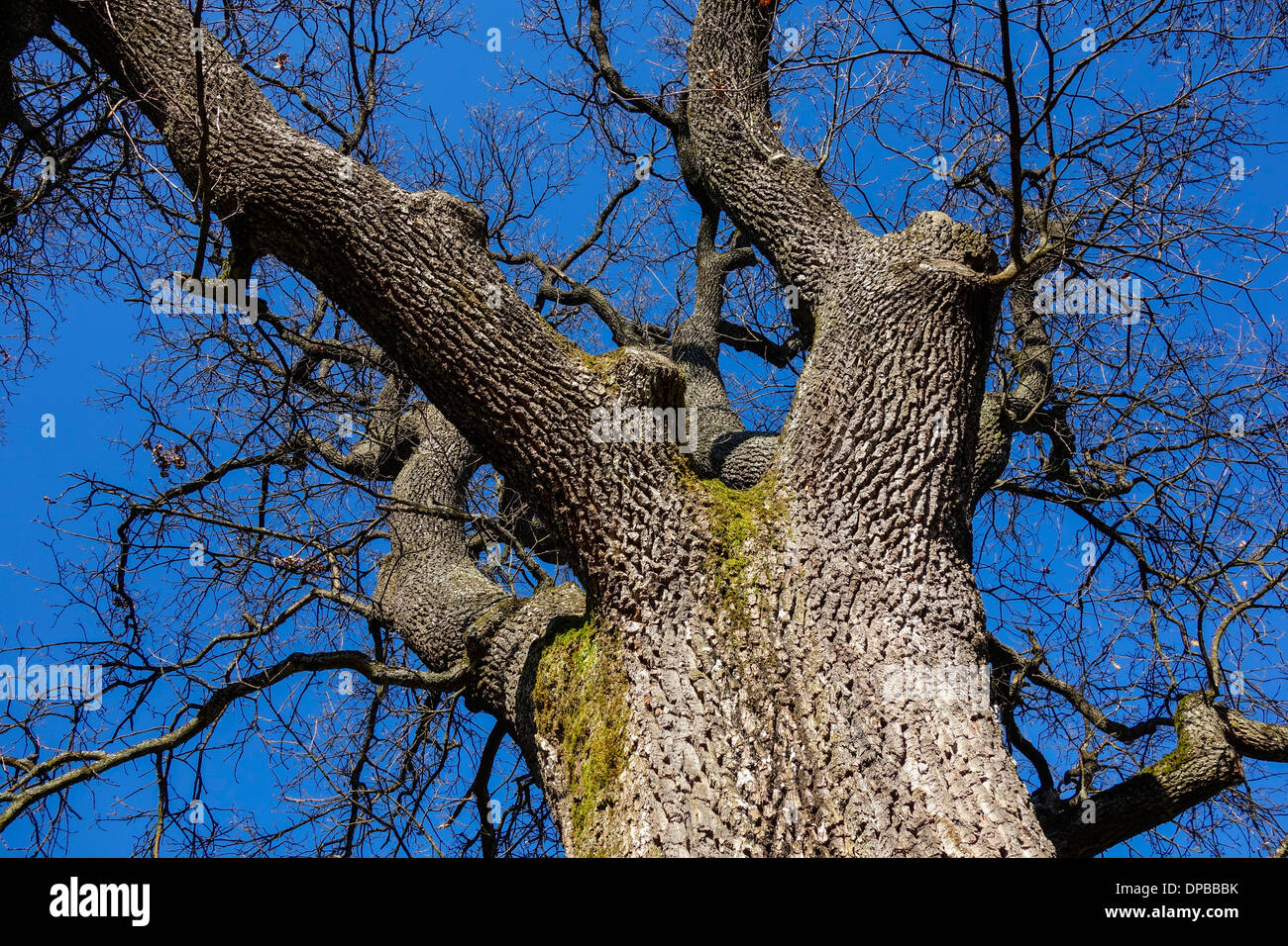 Tree, oak tree in winter devoid of leaves Stock Photo - Alamy