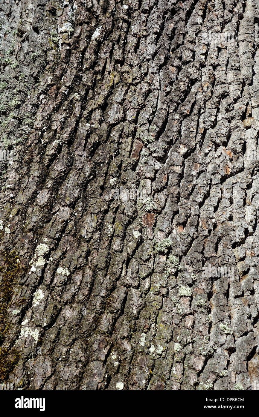 Tree structure hi-res stock photography and images - Alamy