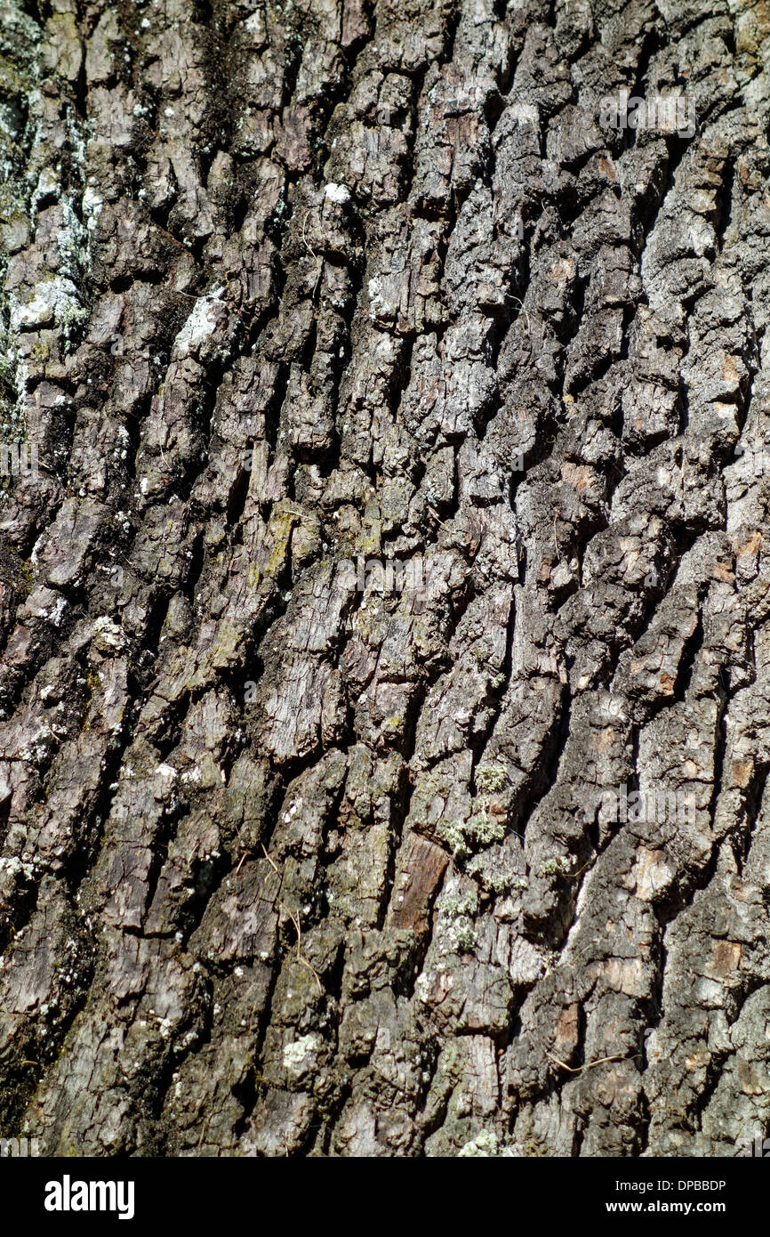 Structure of tree bark hi-res stock photography and images - Alamy