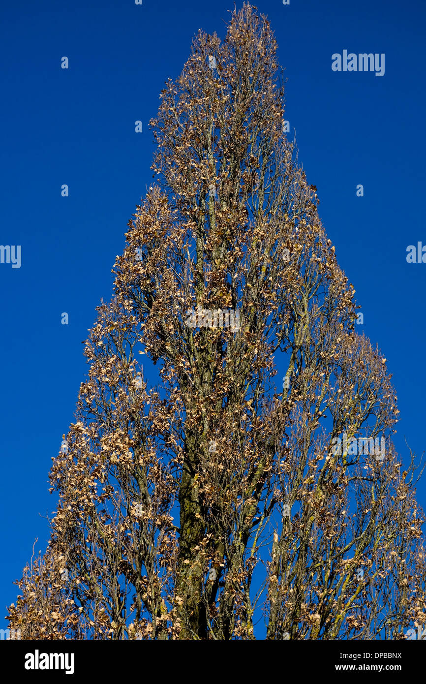 Tree, oak tree in winter with dry leaves Stock Photo - Alamy
