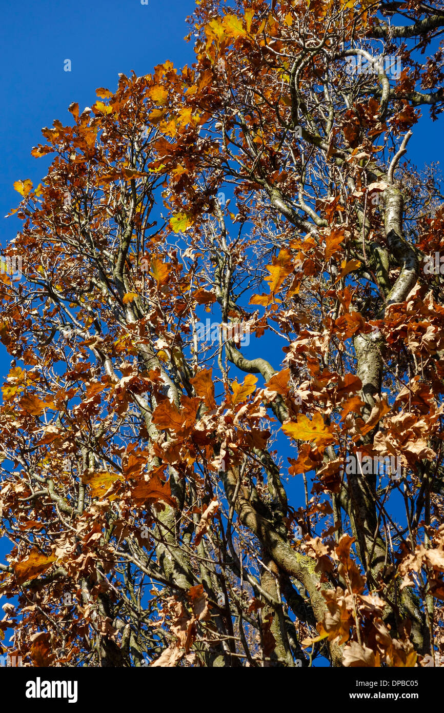 Tree, oak tree in winter with dry leaves Stock Photo - Alamy