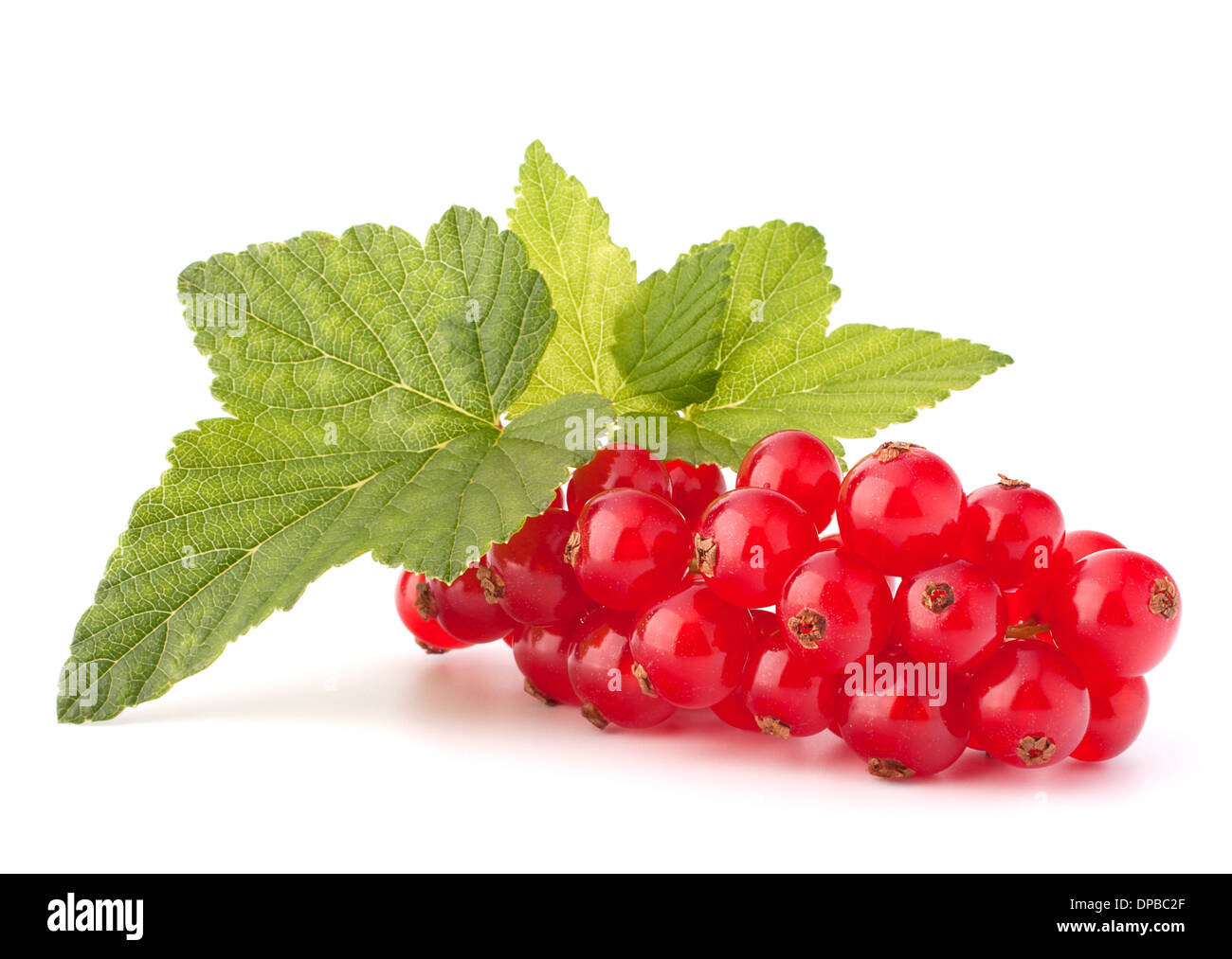 Red currants and green leaves still life isolated on white background ...