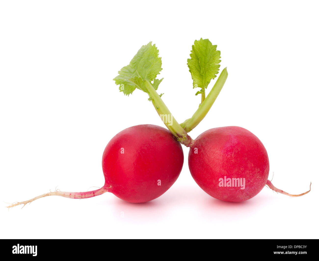 Small garden radish isolated on white background cutout Stock Photo - Alamy