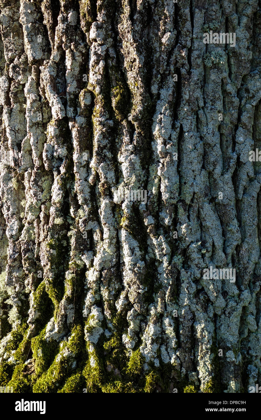 Bark of an oak tree, close-up Stock Photo - Alamy