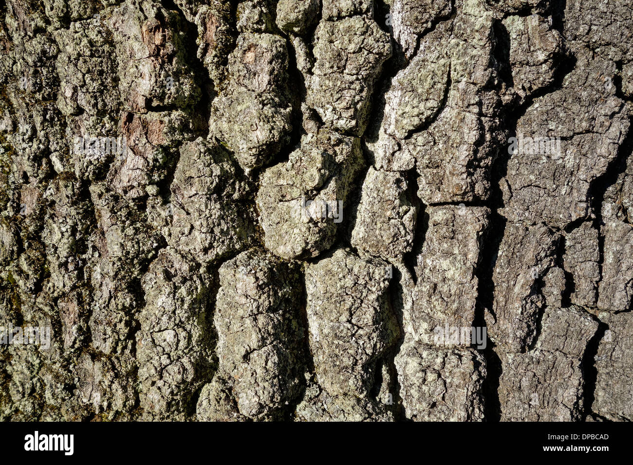 Tree structure hi-res stock photography and images - Alamy