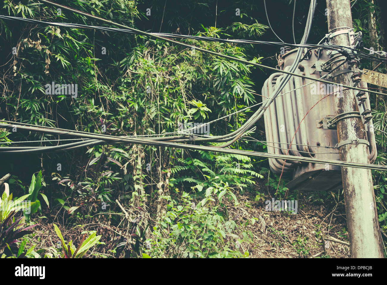 Brazil, Rio de Janeiro, Corcovado, Electric wires with vegetation in ...