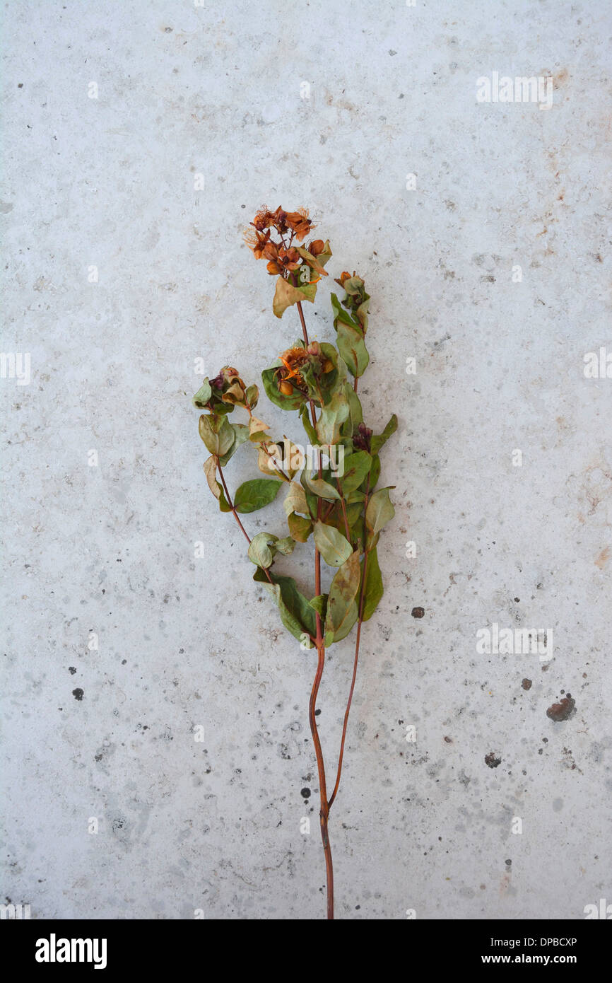 Dead flower background hi-res stock photography and images - Alamy