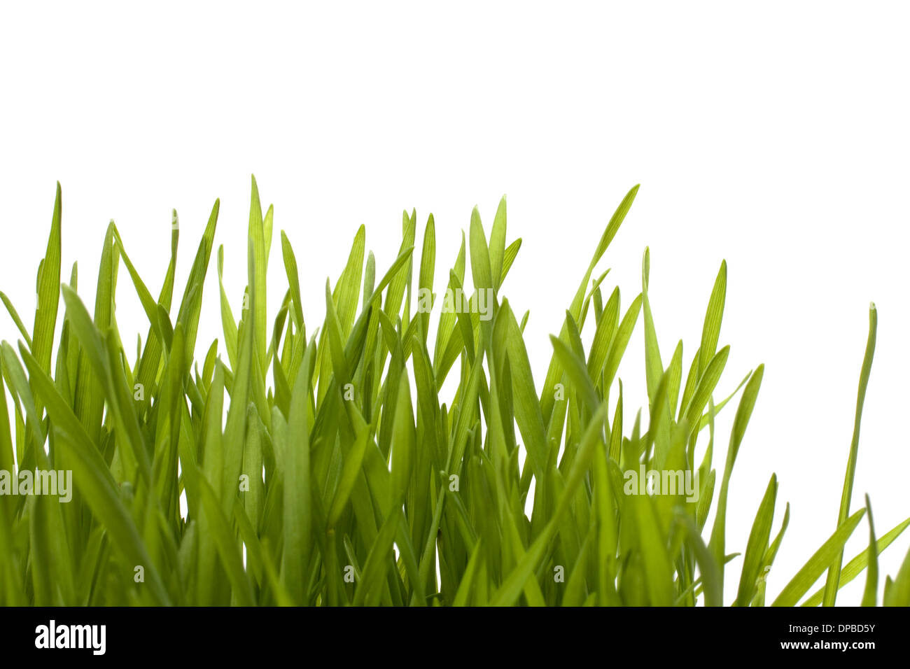 grass isolated on white background Stock Photo - Alamy