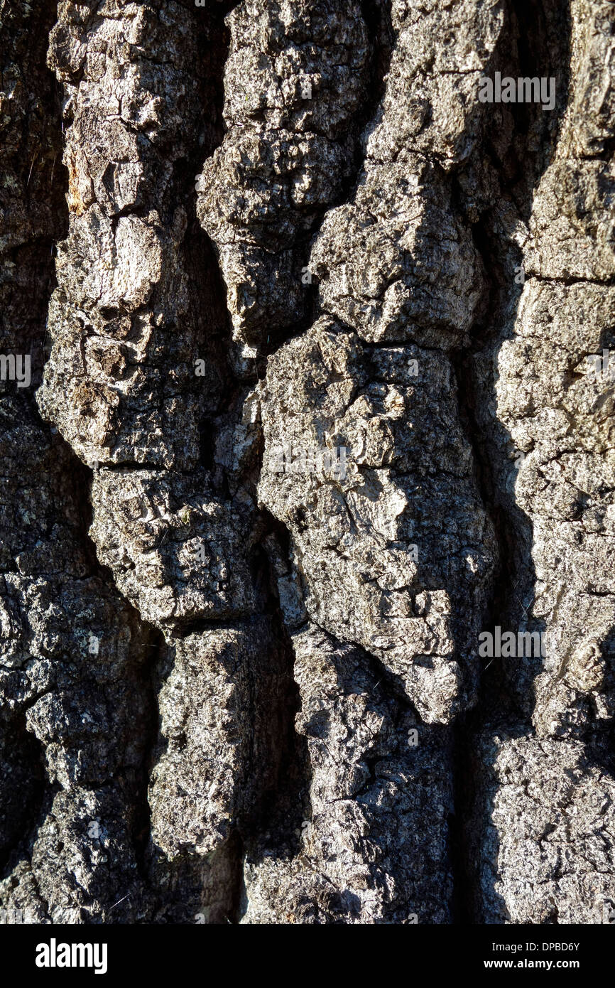 Tree structure hi-res stock photography and images - Alamy