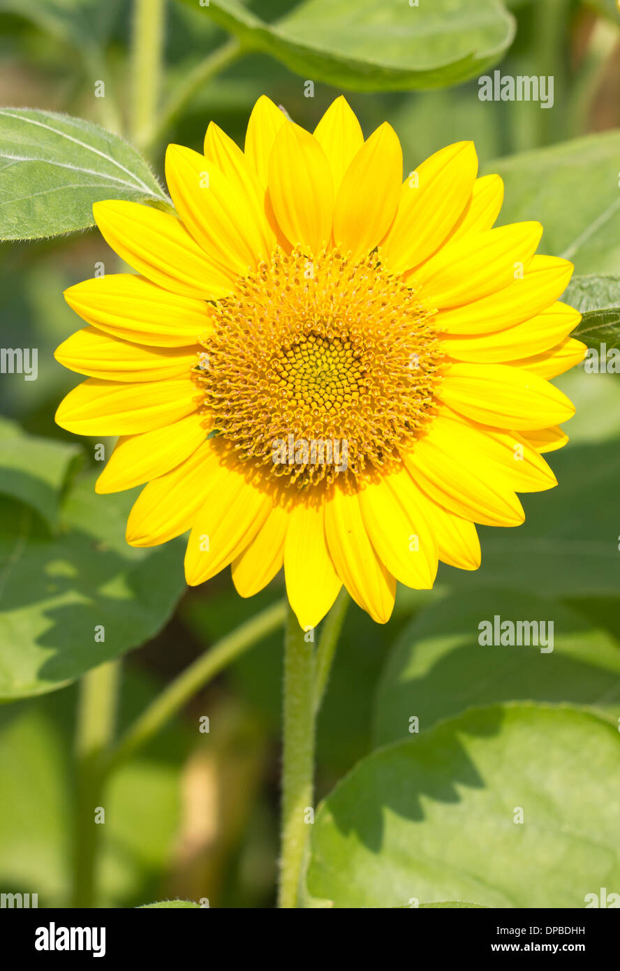Single yellow Sunflower in the garden Stock Photo - Alamy