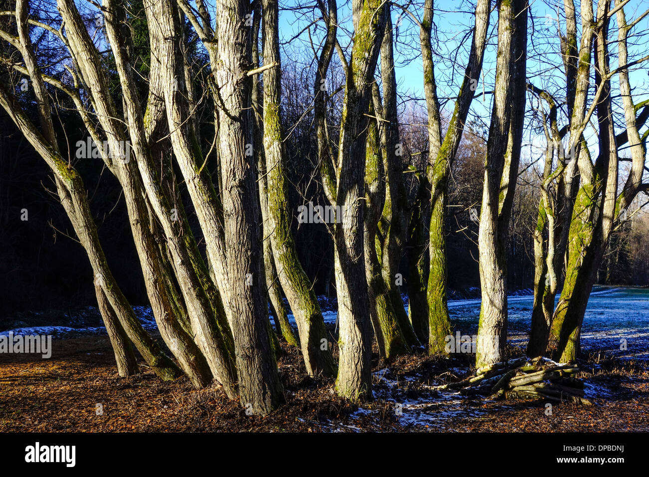 Trees without leaves hi-res stock photography and images - Alamy