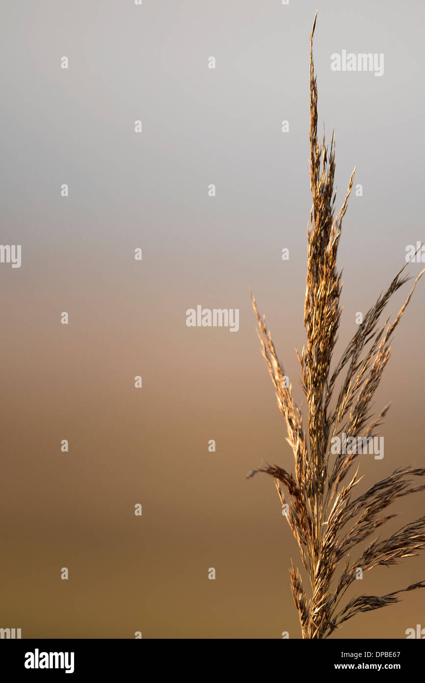 Blade of wheat hi-res stock photography and images - Alamy